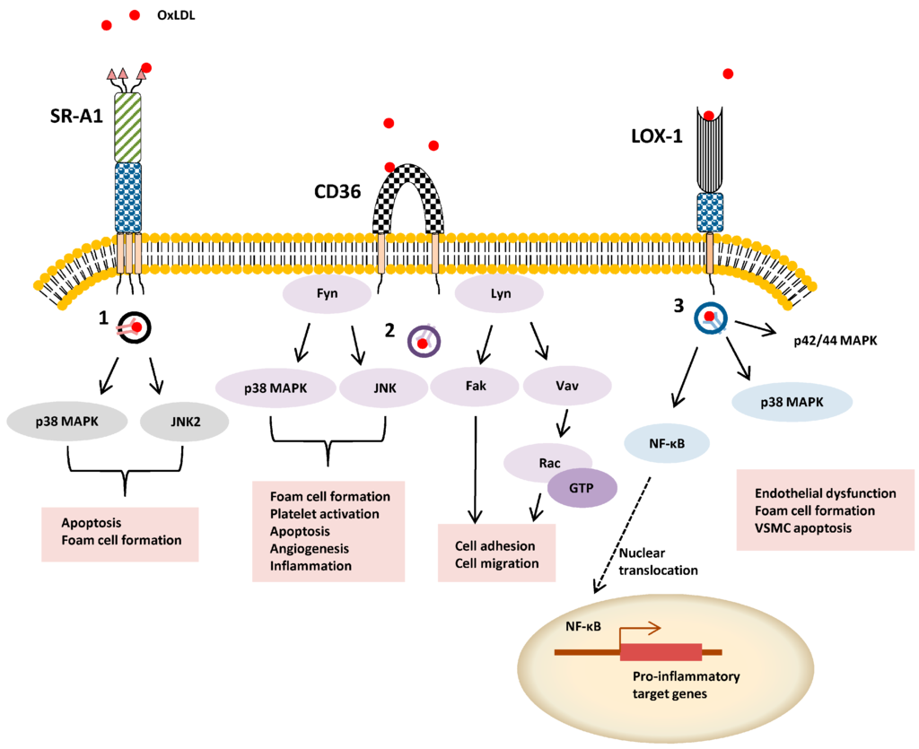 Scavenger Receptor Structure and Function in Health and Disease