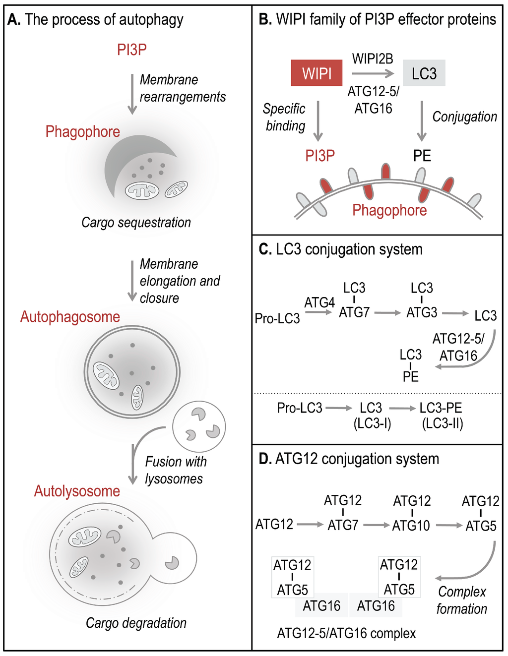 WIPI-Mediated Autophagy and Longevity