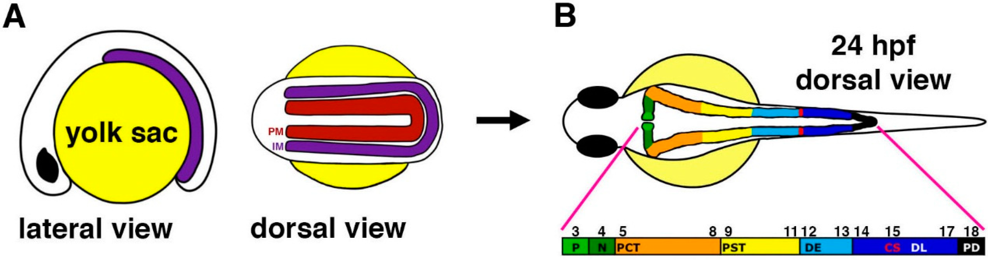 Recent Advances in Elucidating the Genetic Mechanisms of Nephrogenesis ...