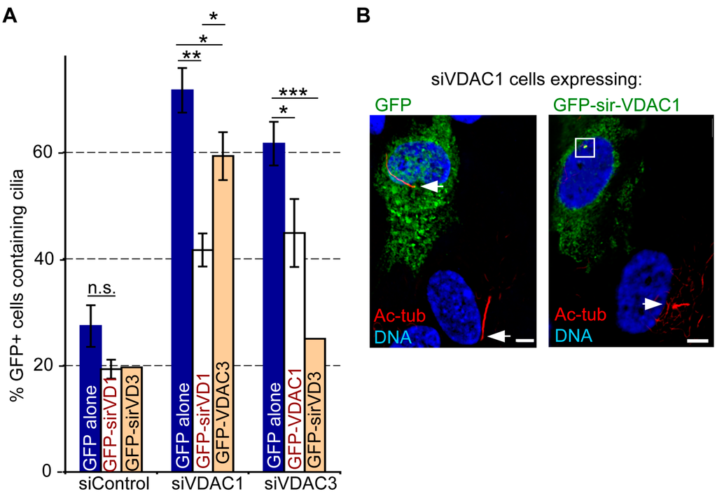 Cells | Free Full-Text | Non-Overlapping Distributions and Functions of ...