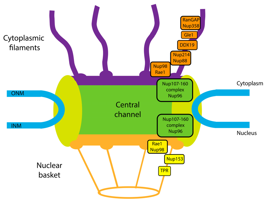 Cells | Free Full-Text | Multiple Export Mechanisms for mRNAs