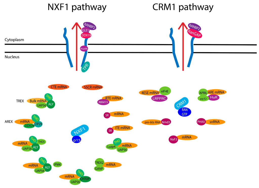Cells | Free Full-Text | Multiple Export Mechanisms for mRNAs