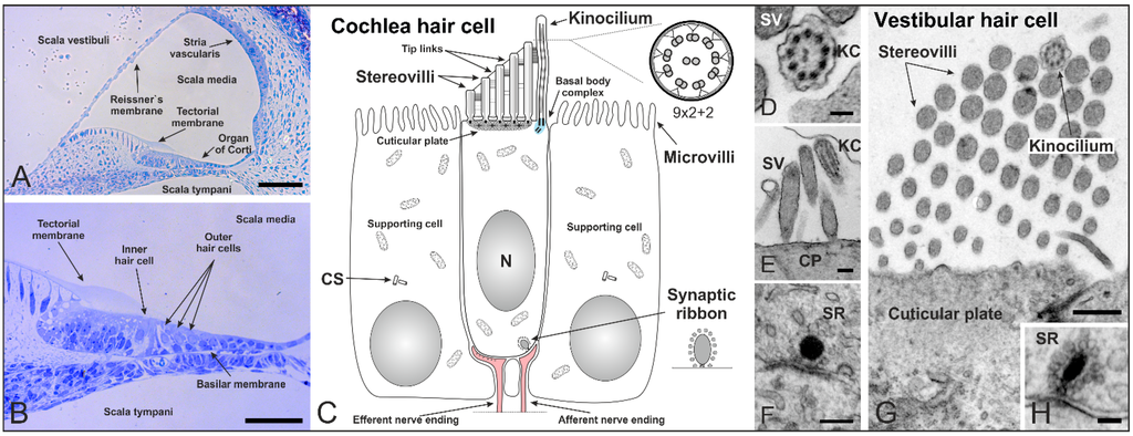 Cells | Free Full-Text | Specialized Cilia in Mammalian Sensory Systems