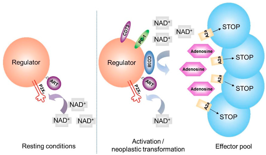Cells | Special Issue : NAD+ Metabolism and Signaling
