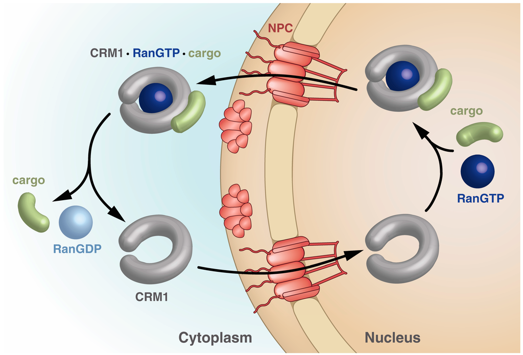 Structural Basis of Targeting the Exportin CRM1 in Cancer