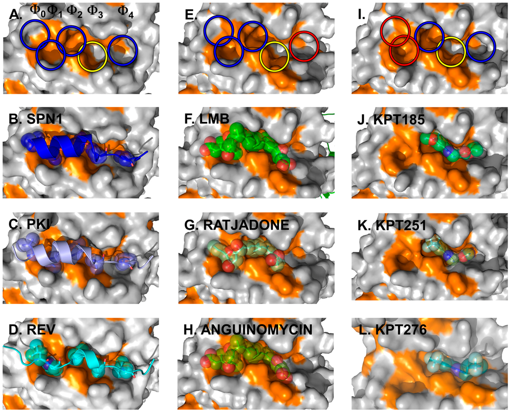 Structural Basis of Targeting the Exportin CRM1 in Cancer