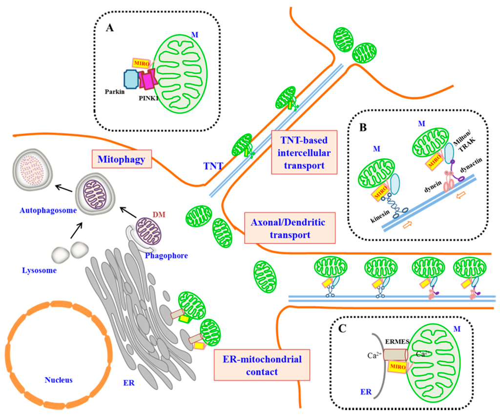 Cells | Free Full-Text | MIRO GTPases in Mitochondrial Transport ... Cells | Free Full-Text | MIRO GTPases in Mitochondrial Transport ...