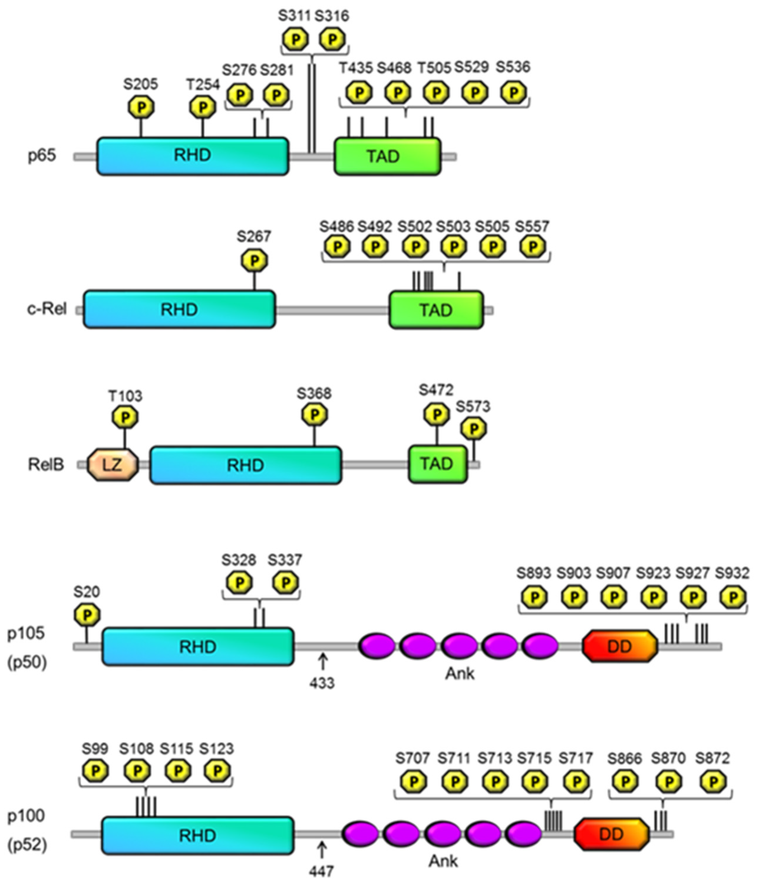 Cells Free Full Text The Regulation Of Nf κb Subunits By
