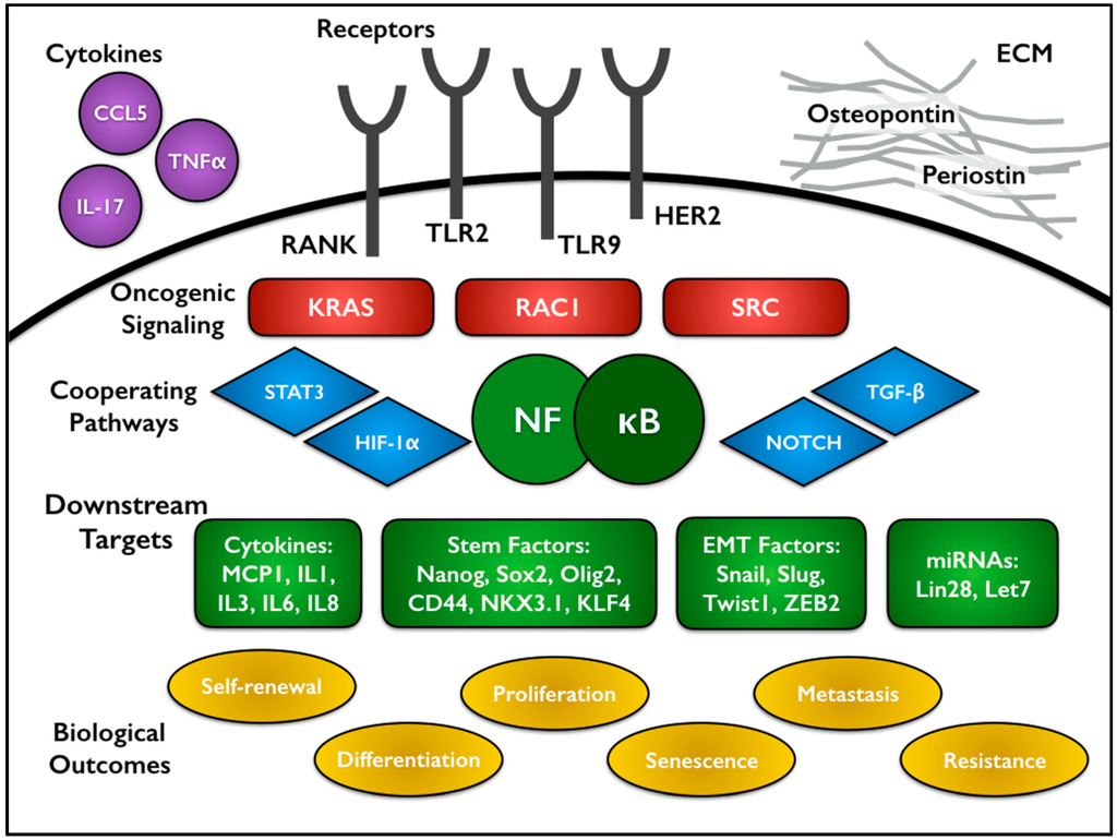 The NF-κB Pathway and Cancer Stem Cells