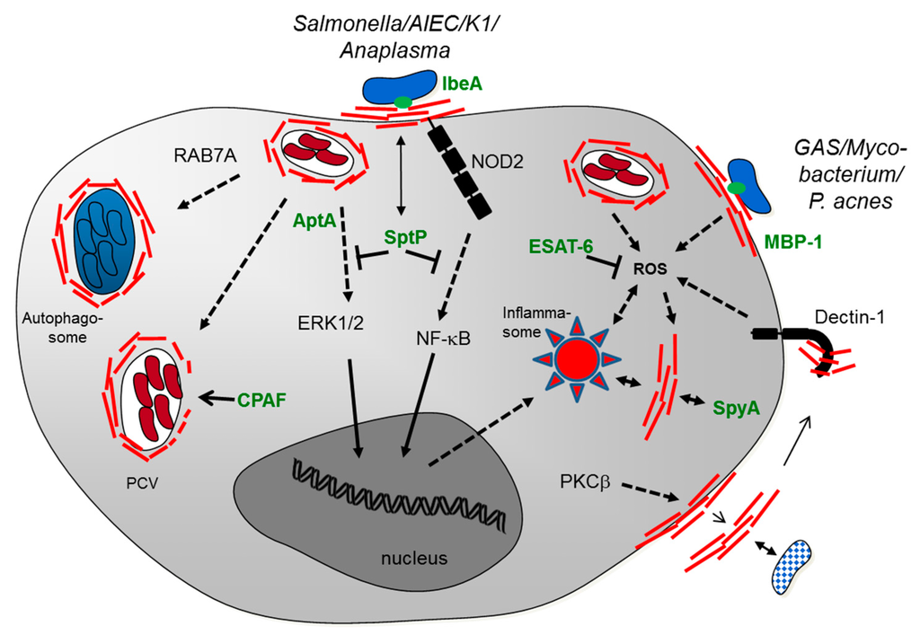 Vimentin in Bacterial Infections