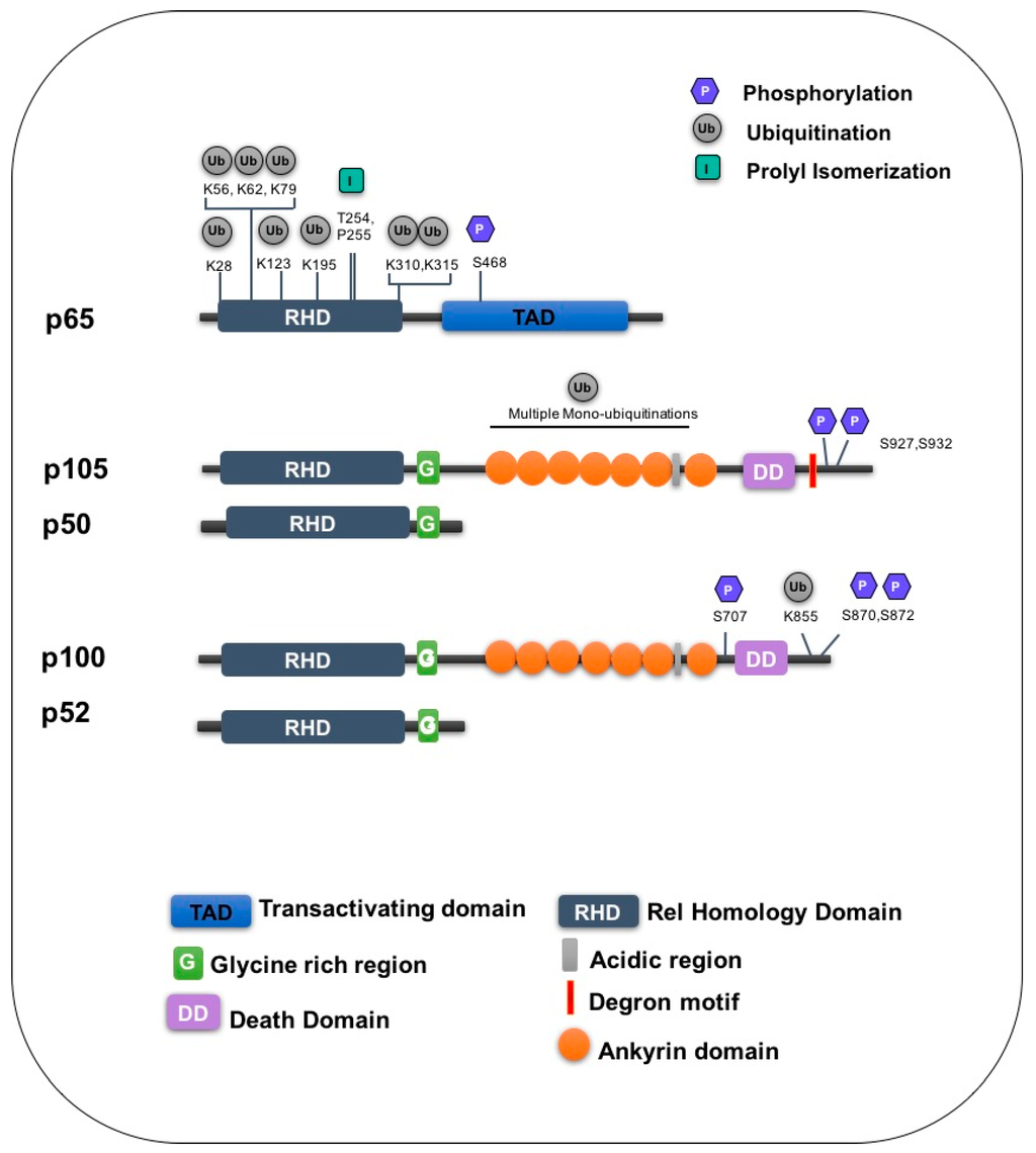 The Ubiquitination of NF-κB Subunits in the Control of Transcription