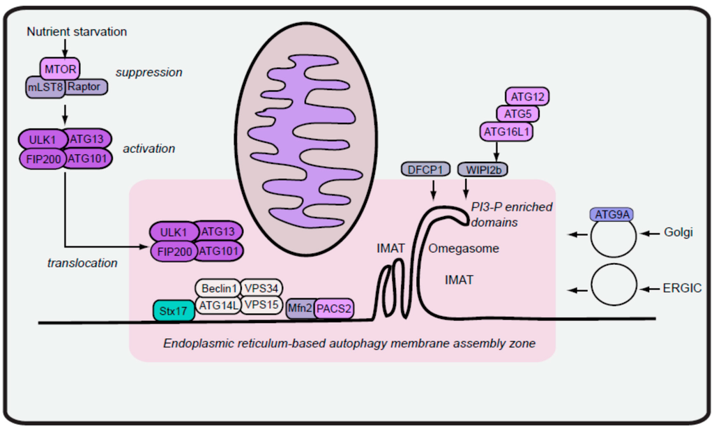Cells | Special Issue : Autophagy