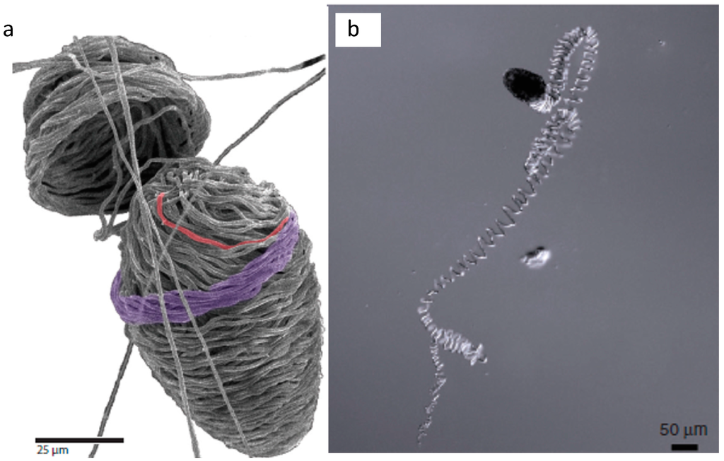 The Hagfish Gland Thread Cell: A Fiber-Producing Cell Involved in ...