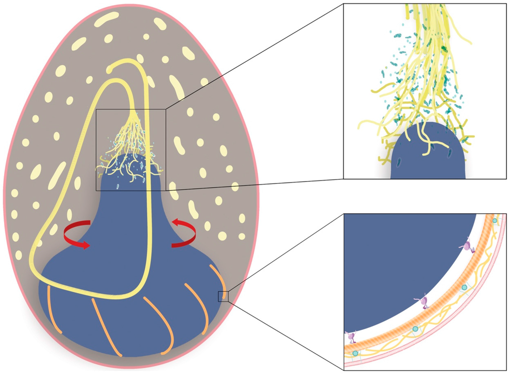 The Hagfish Gland Thread Cell: A Fiber-Producing Cell Involved in ...