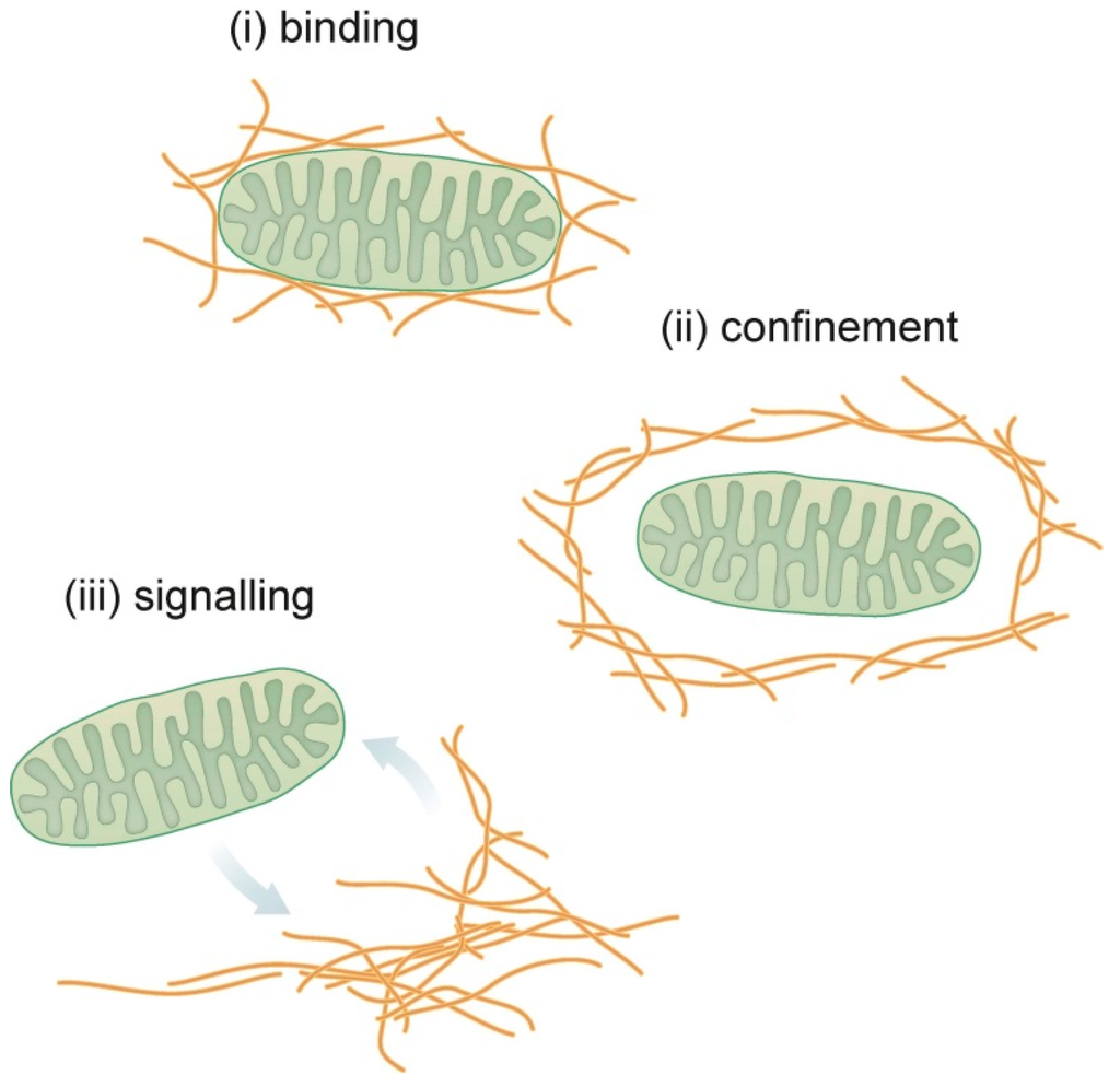 Intermediate Filaments as Organizers of Cellular Space: How They Affect ...