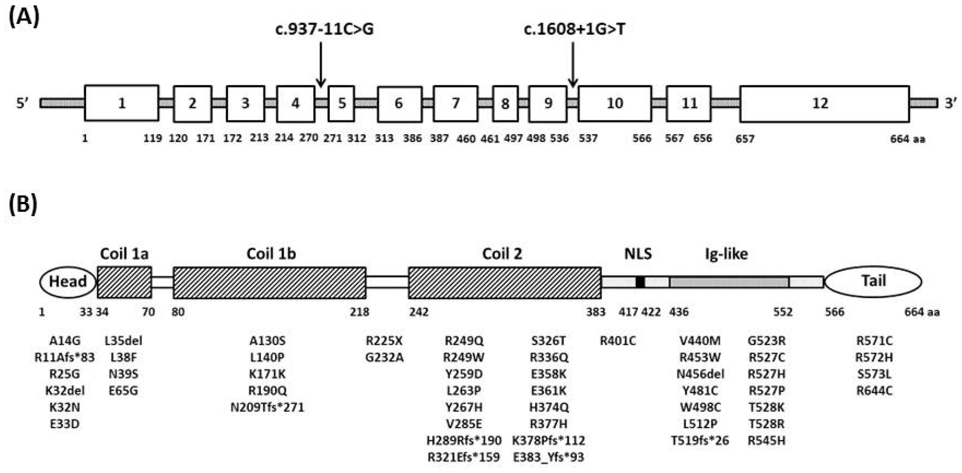 Skeletal Muscle Laminopathies: A Review of Clinical and Molecular Features