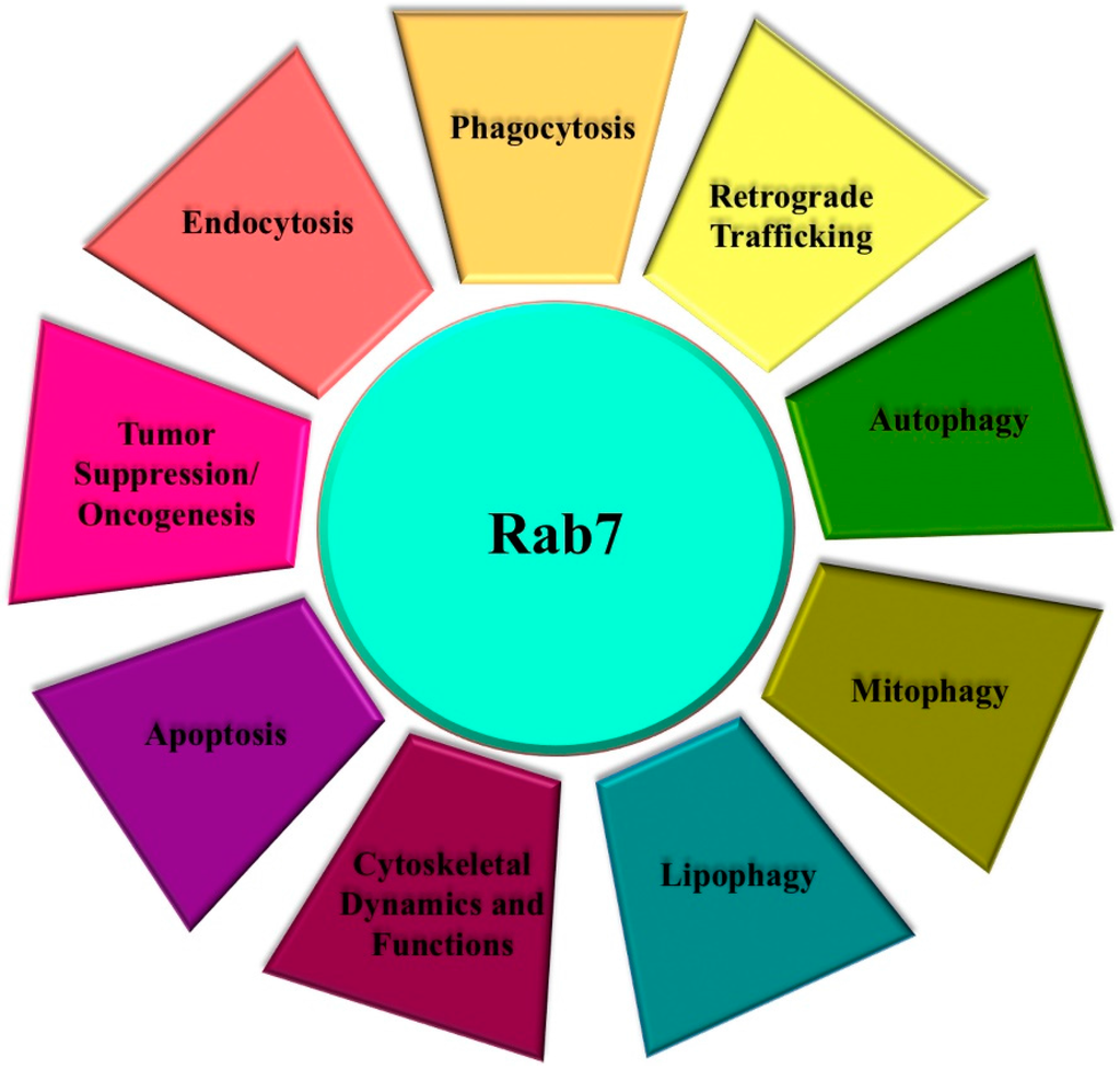 Multiple Roles of the Small GTPase Rab7