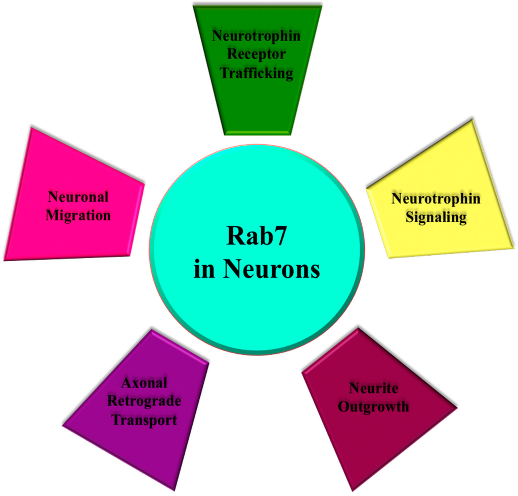 Multiple Roles of the Small GTPase Rab7