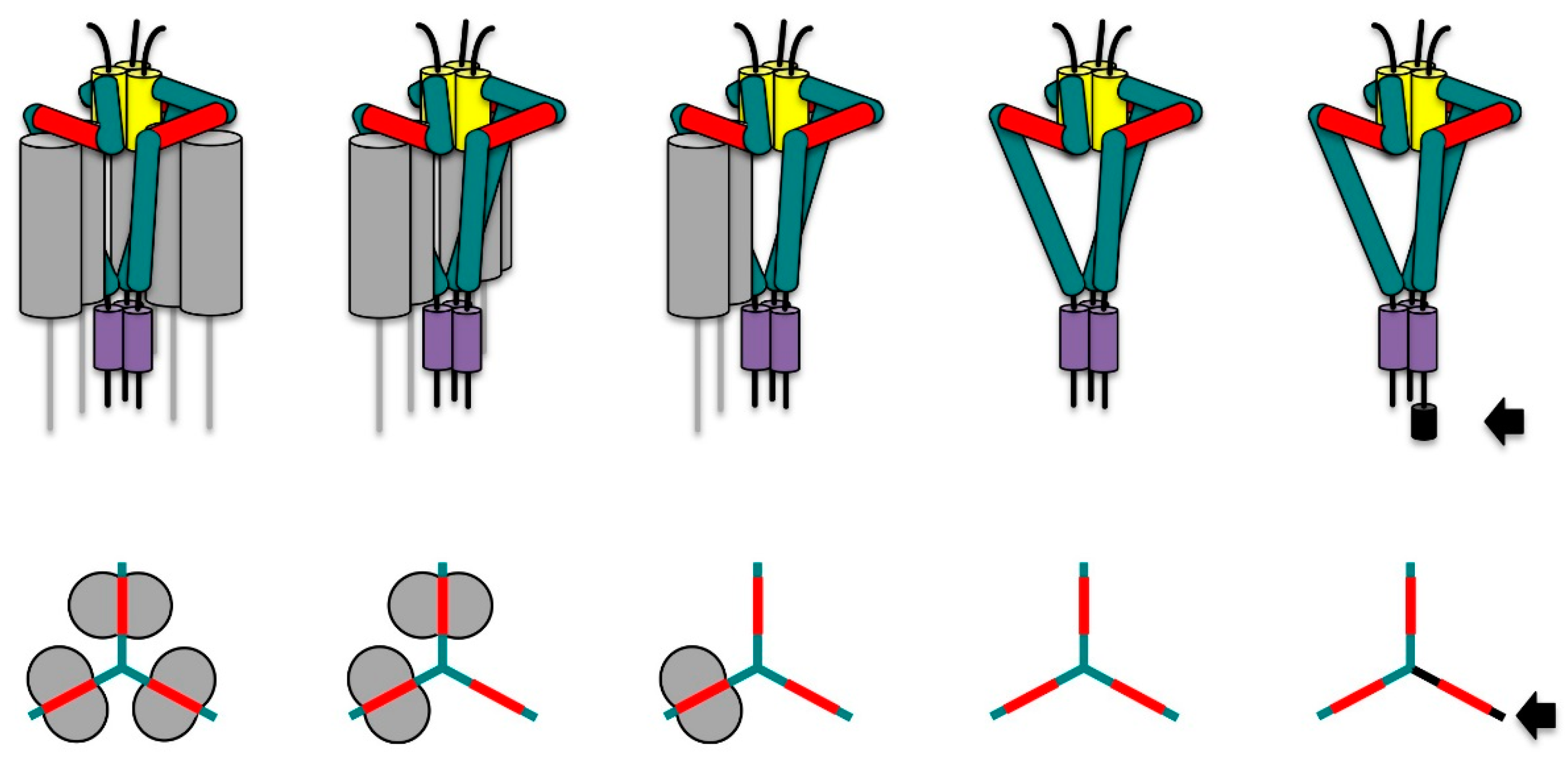 Invariant Chain Complexes and Clusters as Platforms for MIF Signaling