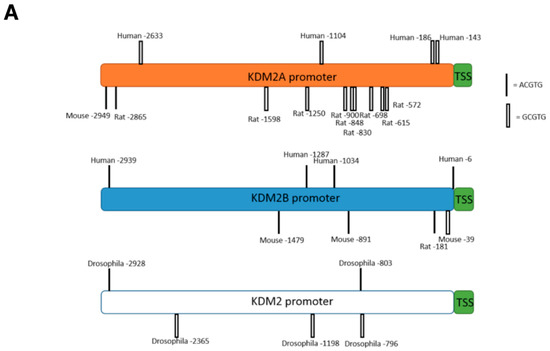 KDM2 Family Members are Regulated by HIF-1 in Hypoxia
