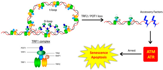Telomere Biology—Insights into an Intriguing Phenomenon