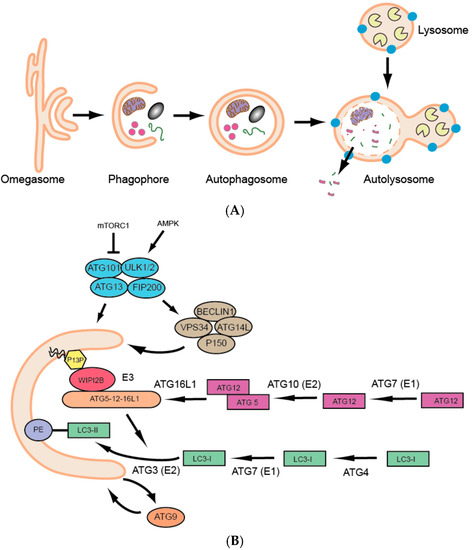 Studying Autophagy in Zebrafish
