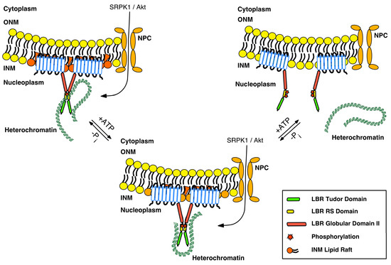 Lamin B Receptor: Interplay between Structure, Function and Localization