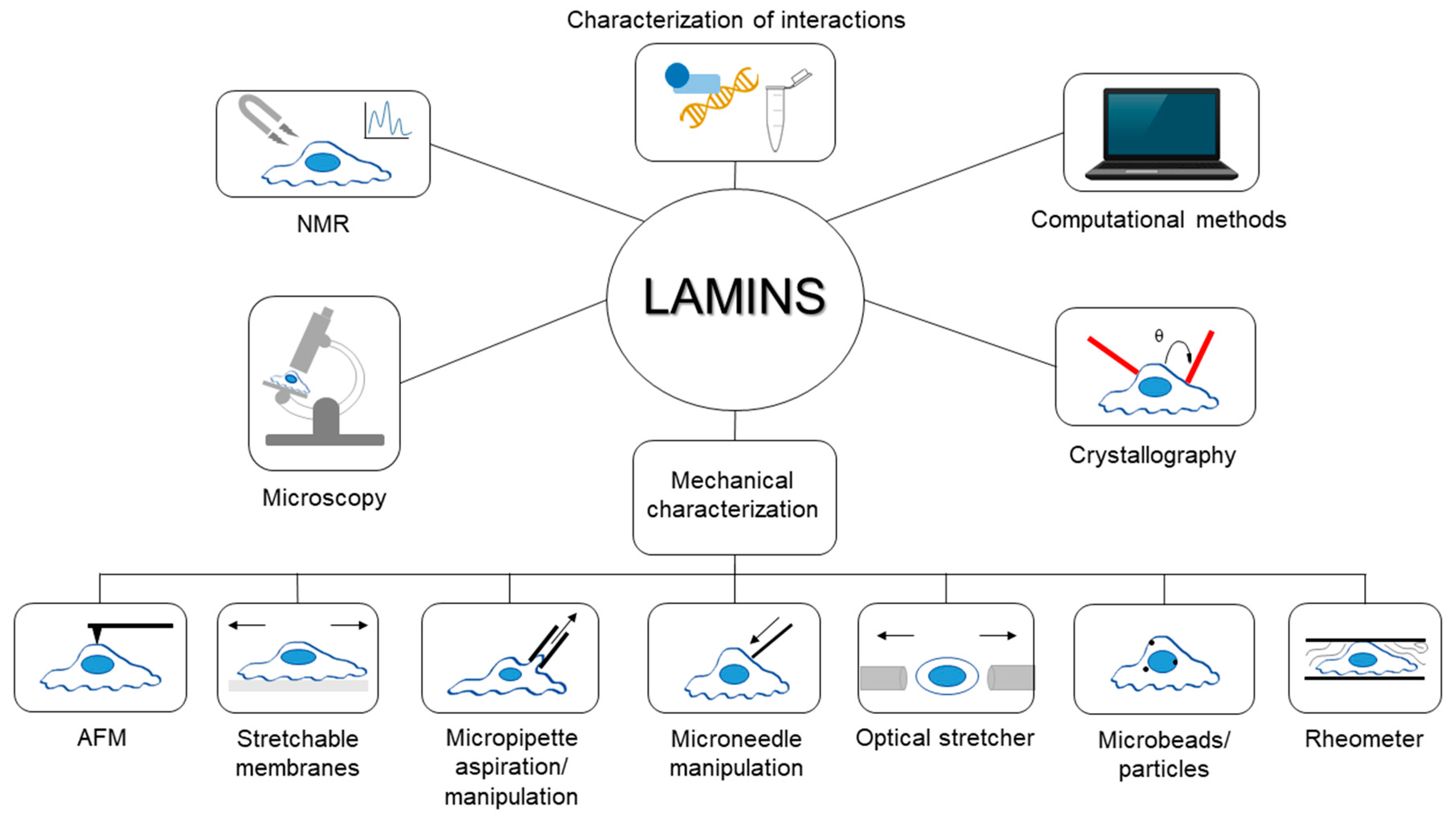 A Perspective on the Experimental Techniques for Studying Lamins