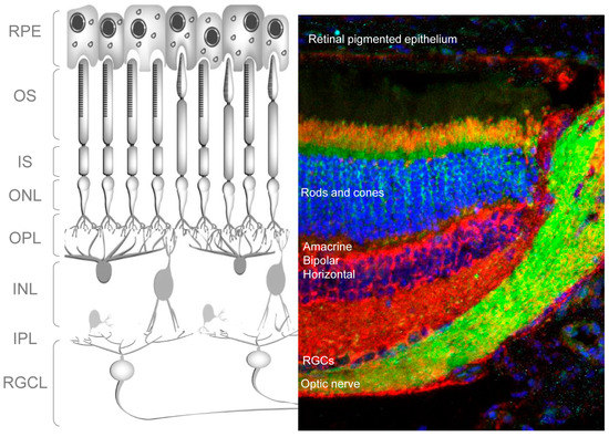 Standard Assays for the Study of Autophagy in the Ex Vivo Retina