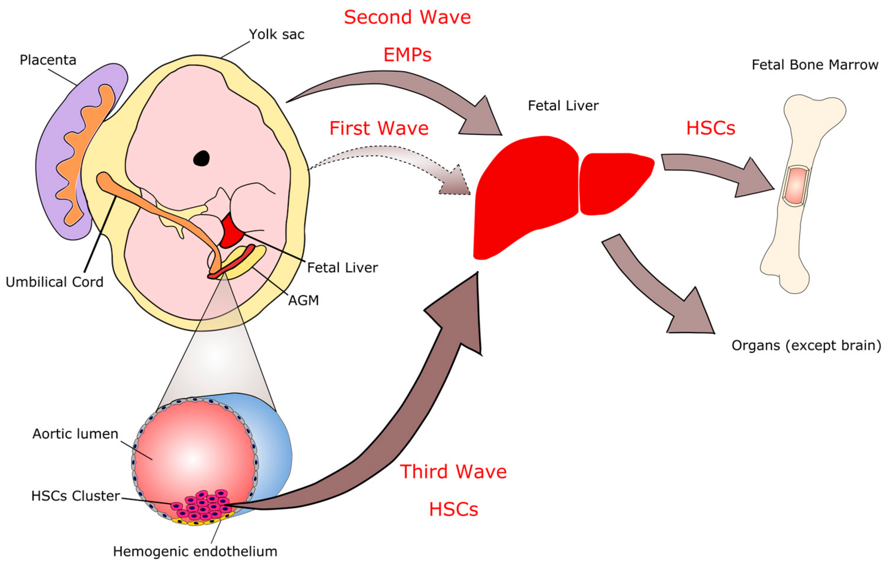 Cells Free Full Text Differential Location And Distribution Of Hepatic Immune Cells