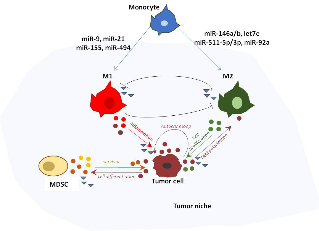 Cells | Free Full-Text | MiRNAs at the Crossroads between Innate ...