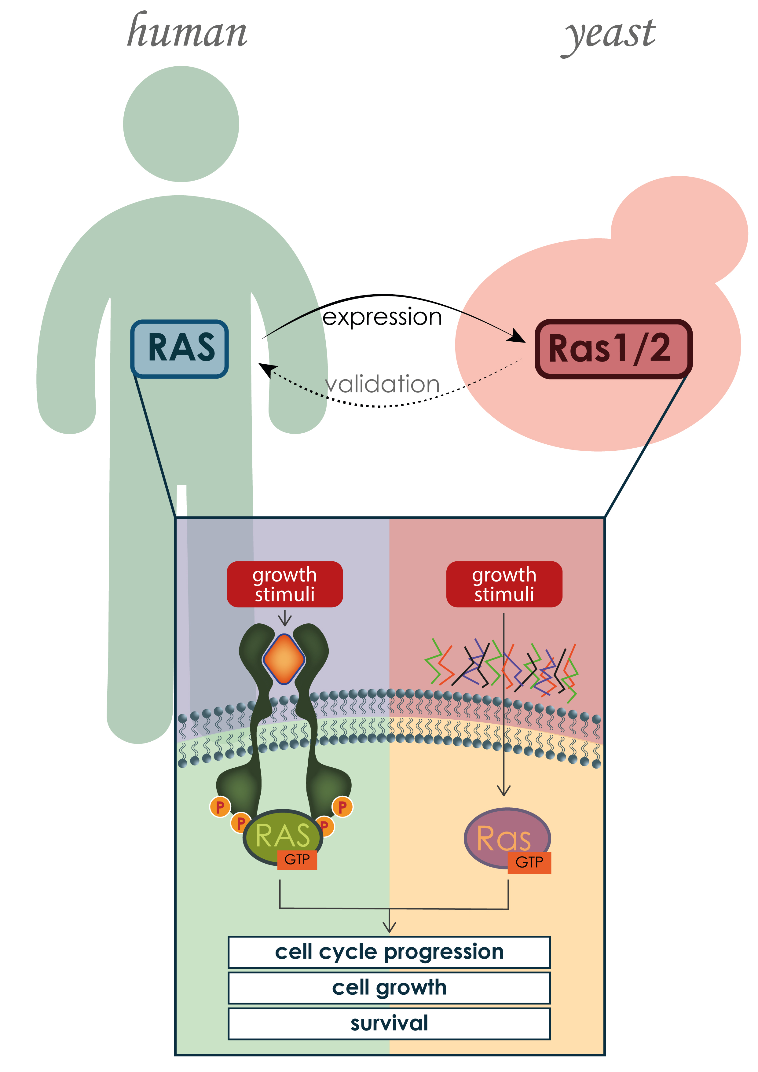 Cells | Free Full-Text | The Yeast Saccharomyces cerevisiae as a Model ...