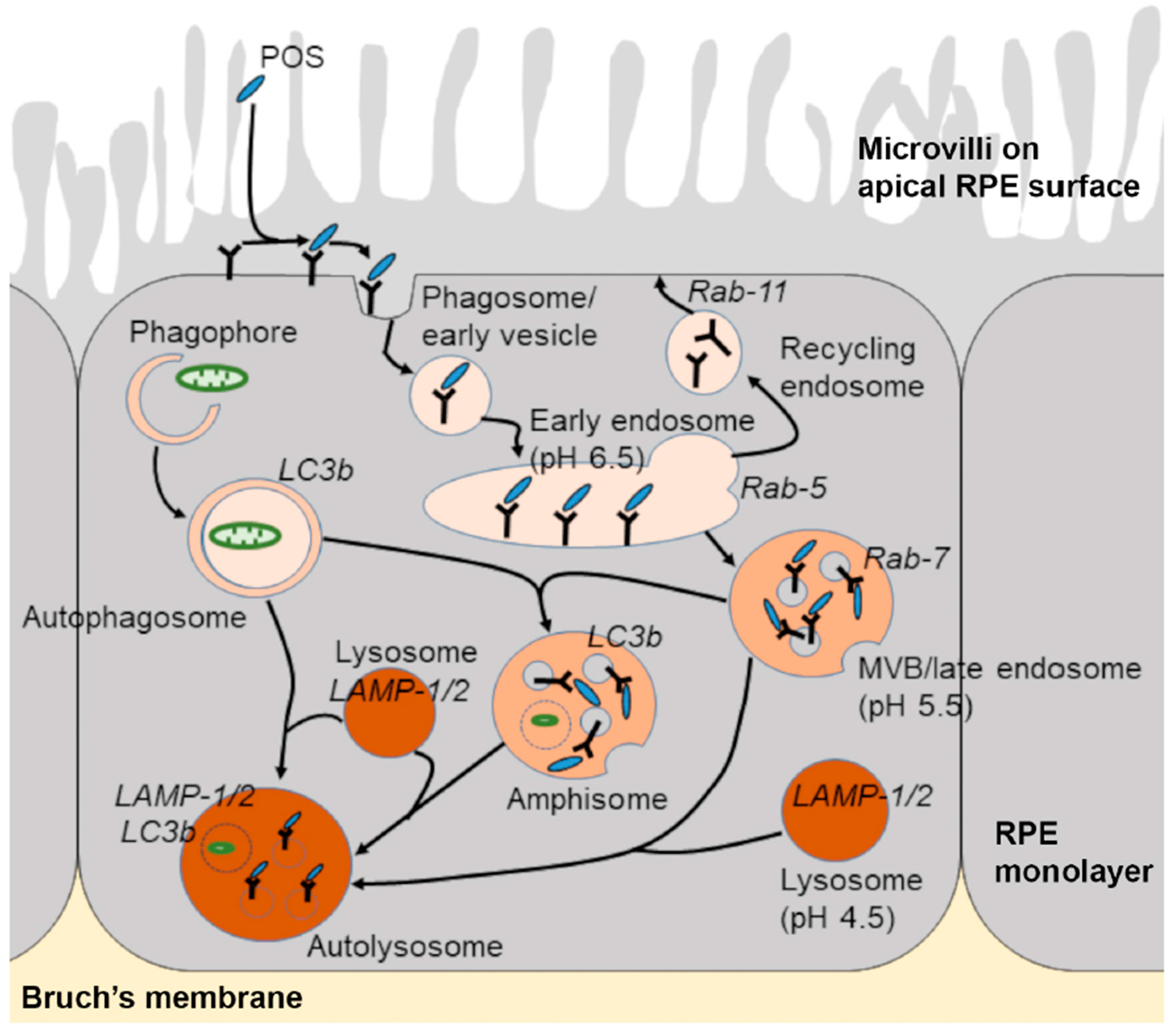 Cells | Free Full-Text | Impaired Cargo Clearance in the Retinal ...