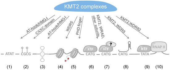 Cells | Free Full-Text | Modes of Interaction of KMT2 Histone H3 Lysine ...