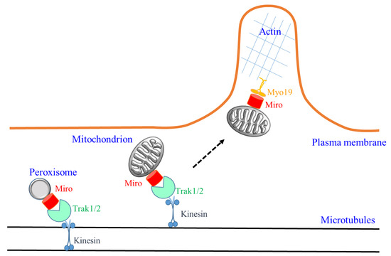 Miro—Working beyond Mitochondria and Microtubules
