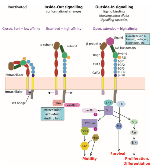 Integrin Activation: Implications for Axon Regeneration