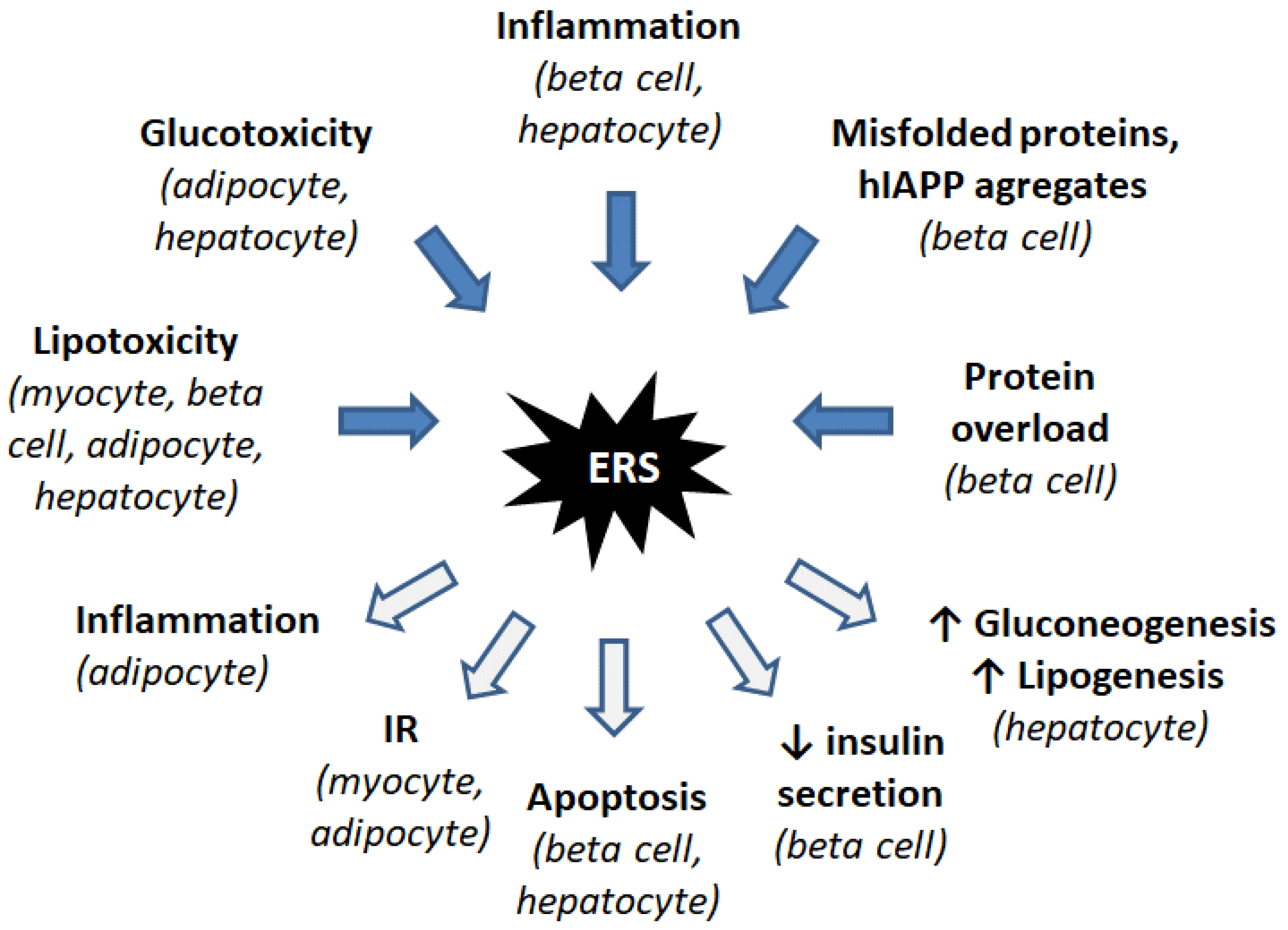 Endoplasmic Reticulum Stress in Metabolic Disorders