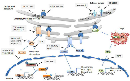 Cells | Special Issue : Cellular Stress Response in Health and Disease