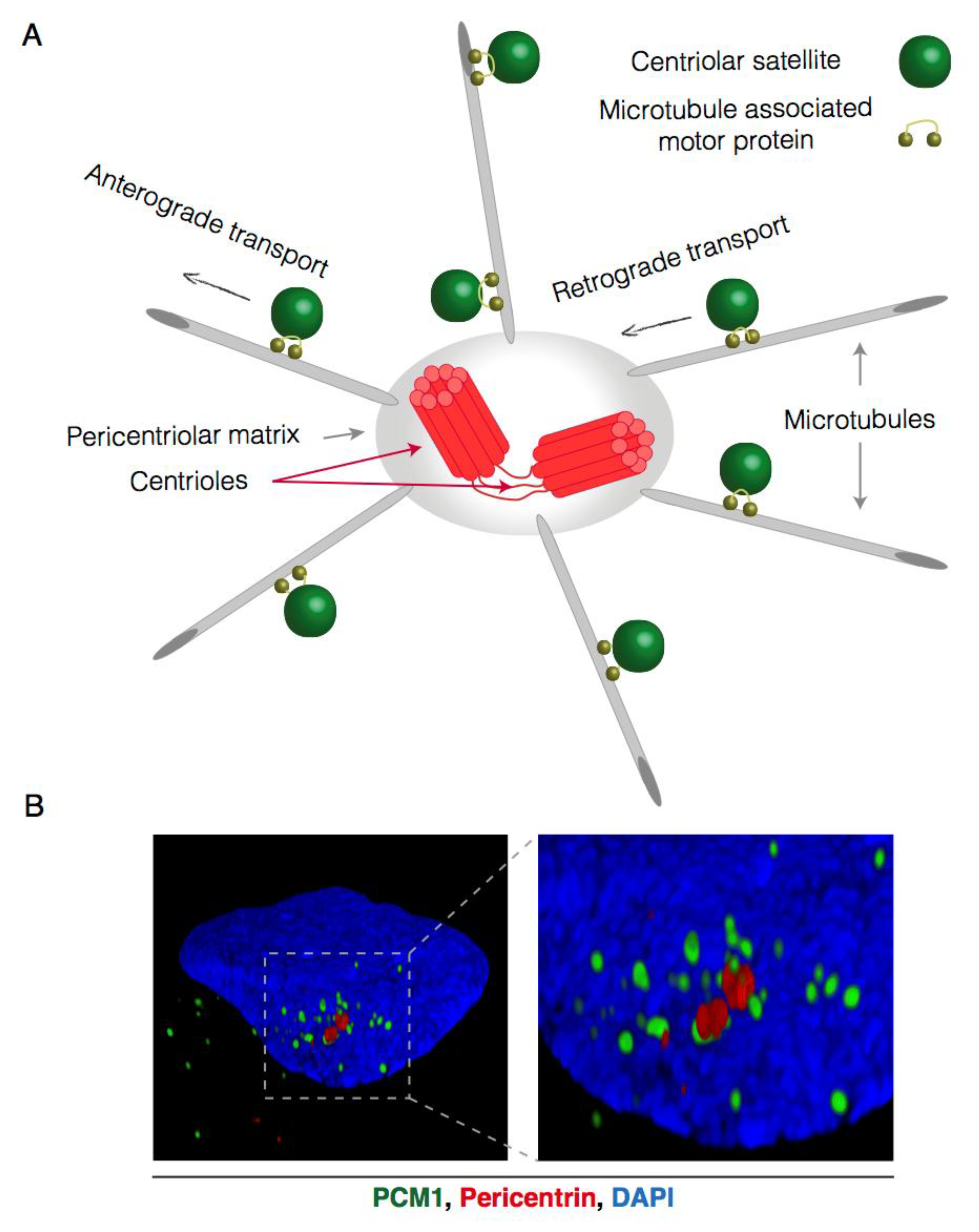 Osmotic Stress Blocks Mobility and Dynamic Regulation of Centriolar ...