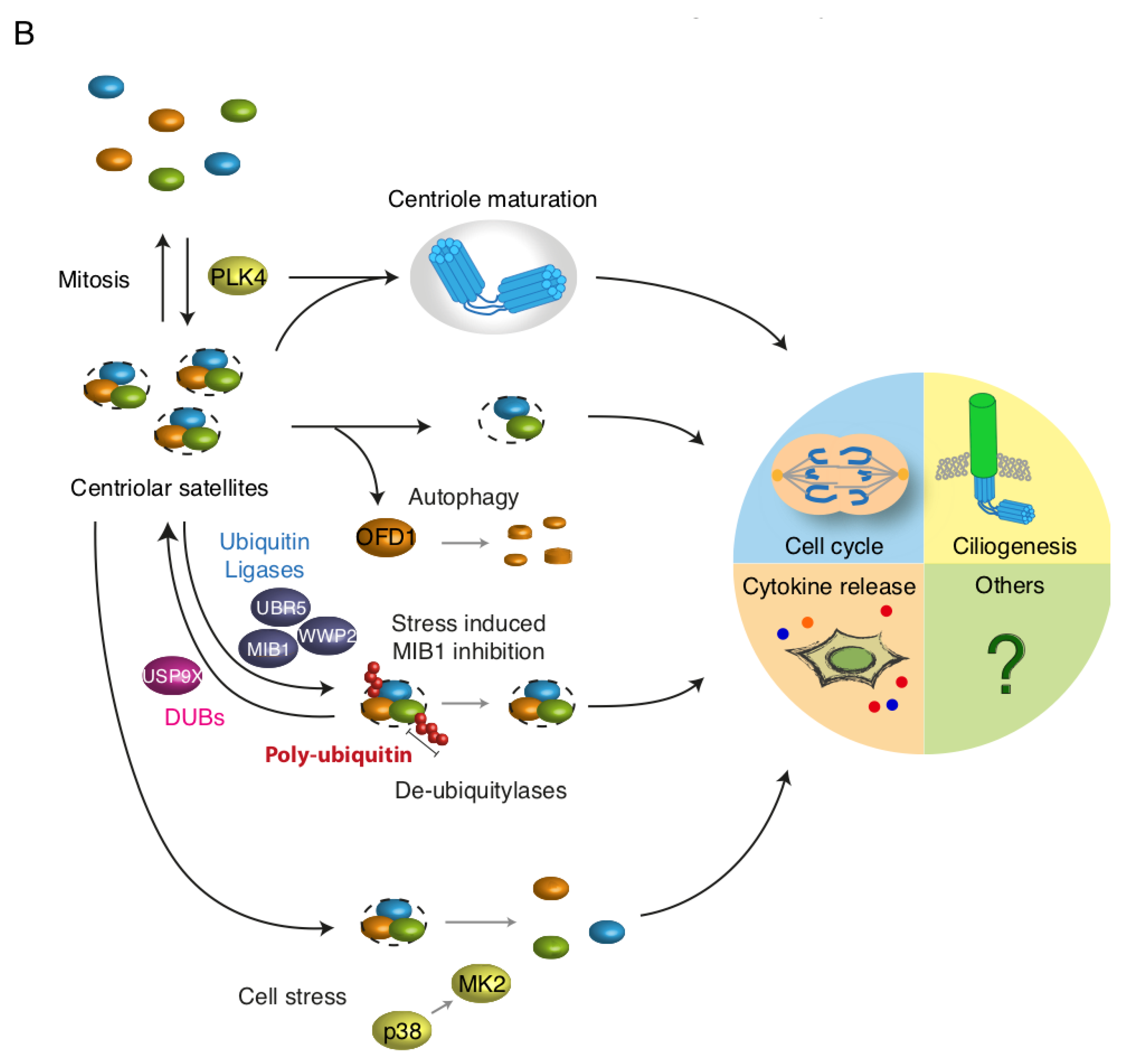 Osmotic Stress Blocks Mobility and Dynamic Regulation of Centriolar ...