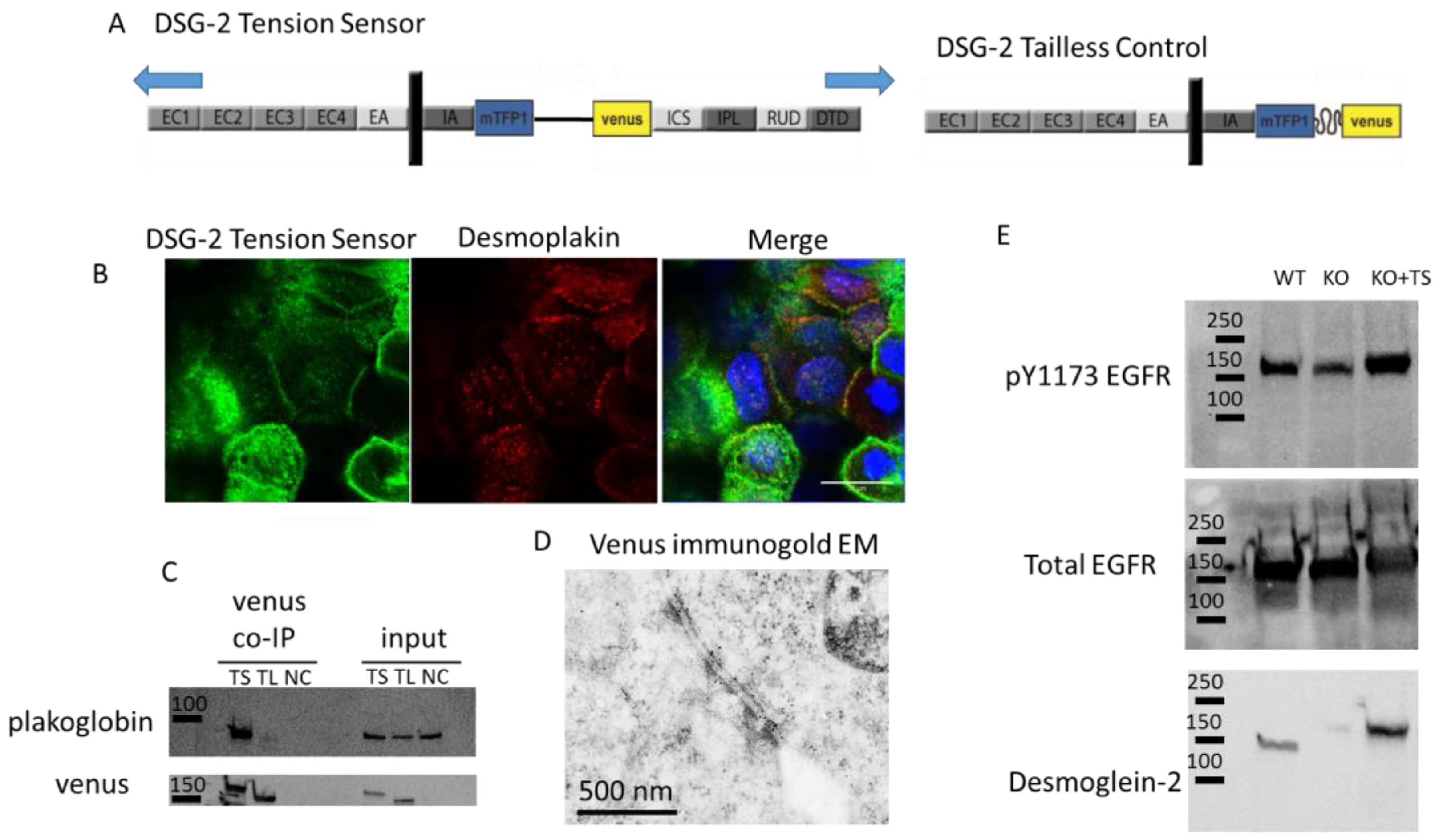 The Desmosomal Cadherin Desmoglein-2 Experiences Mechanical Tension as ...