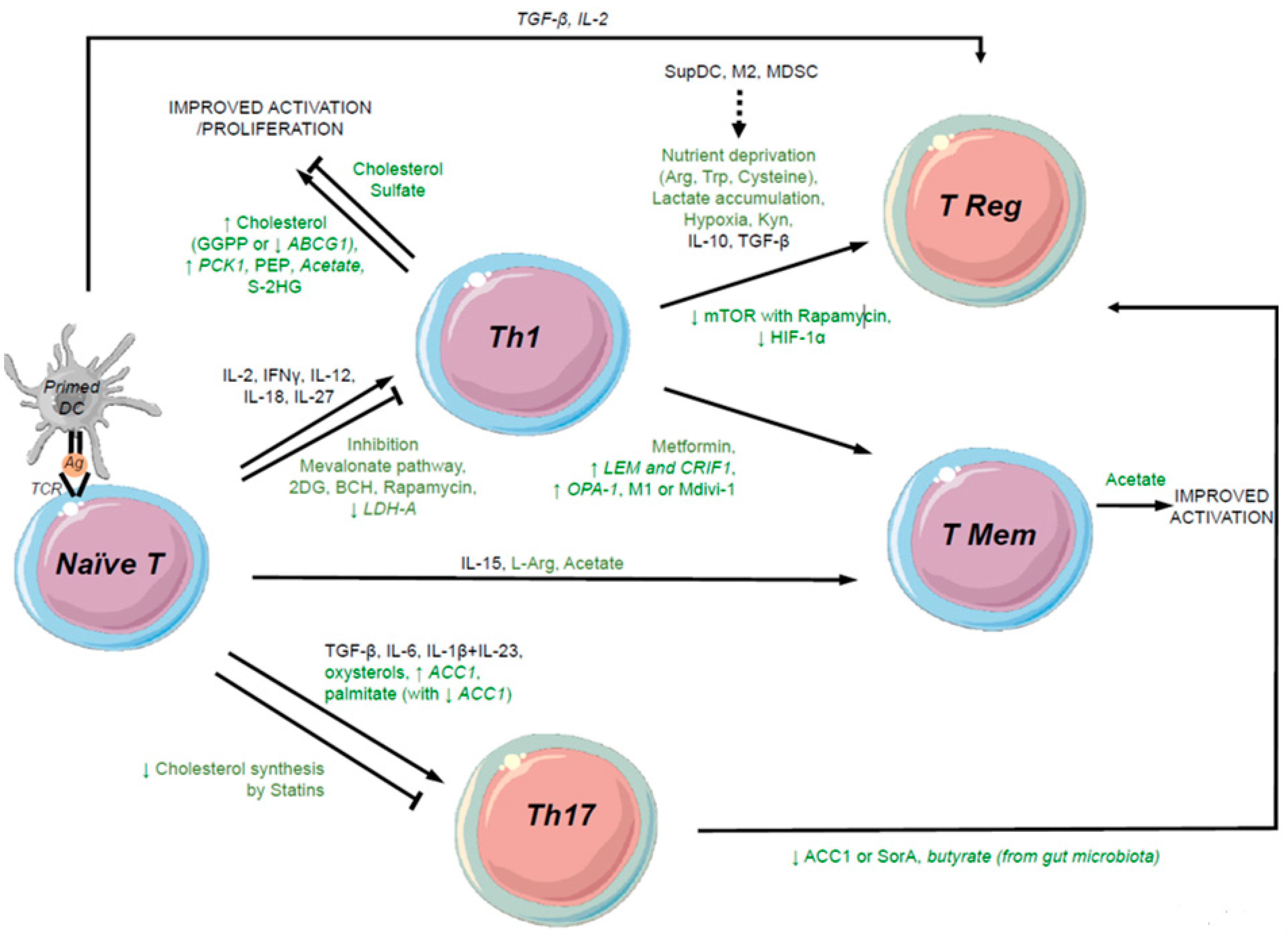 Cells | Free Full-Text | Metabolic Stress in the Immune Function of T ...