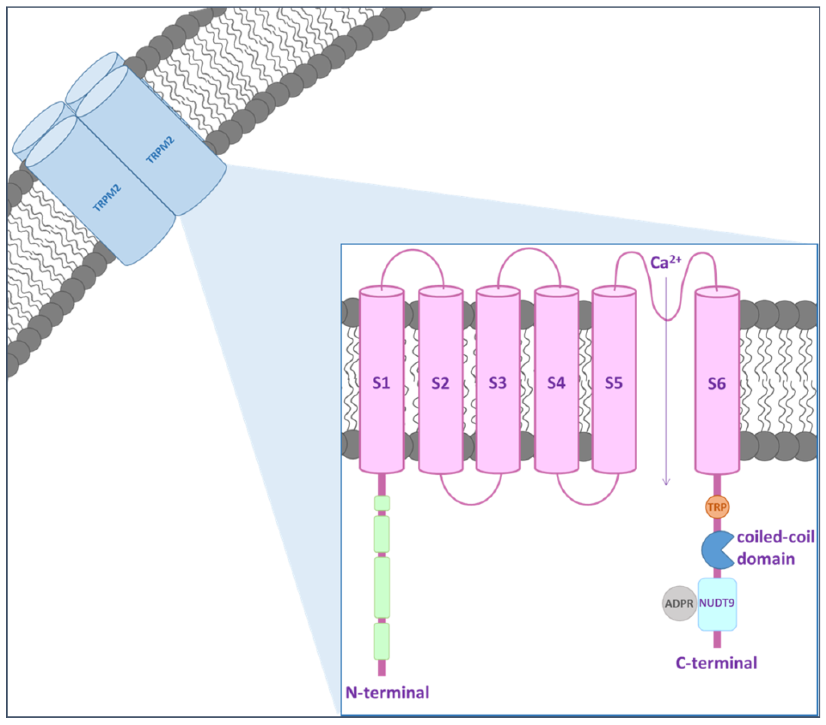 TRPM2 in the Brain: Role in Health and Disease