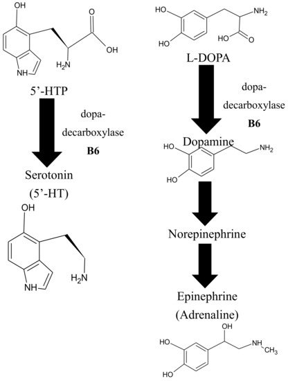 Cells | Free Full-Text | Vitamin B6 and Its Role in Cell Metabolism and ...