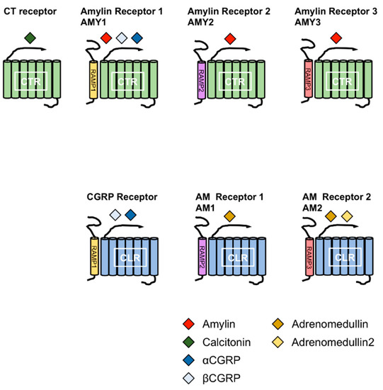 Role and Cytotoxicity of Amylin and Protection of Pancreatic Islet β ...