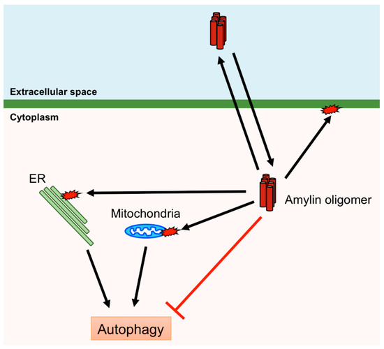 Role and Cytotoxicity of Amylin and Protection of Pancreatic Islet β ...