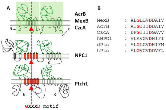 Targeting the Multidrug Transporter Ptch1 Potentiates Chemotherapy ...