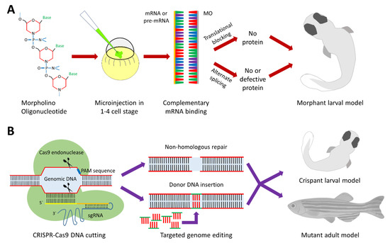 Cells Free Full Text Genetic Renal Diseases The Emerging Role Of
