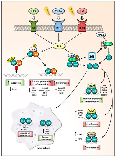 NFKB1 and Cancer: Friend or Foe?