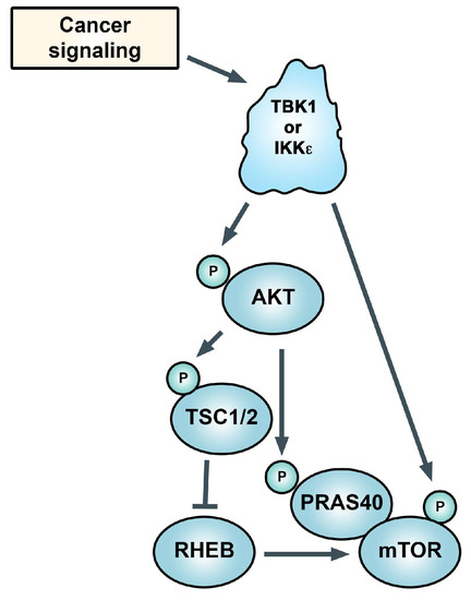 Roles for the IKK-Related Kinases TBK1 and IKKε in Cancer